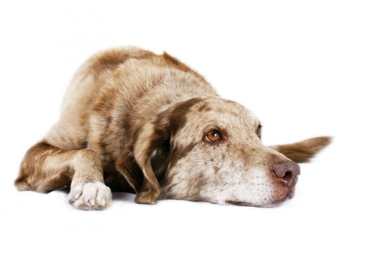 Types Of Dog Vomit: Different Colors and What They Mean