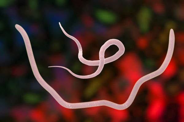 Everything You Need to Know About Worms in Dog Poop - Ultimate Pet ...