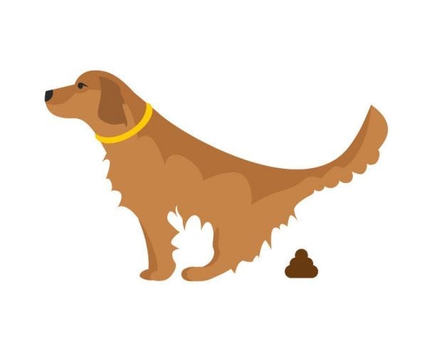 Dog Poop: An Ultimate Guide | Ultimate Pet Nutrition
