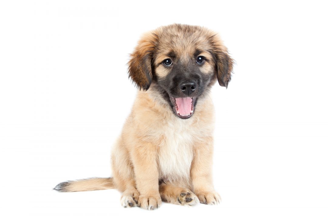 A Quick Guide To The Golden Shepherd - Ultimate Pet Nutrition