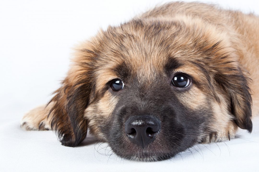 A Quick Guide To The Golden Shepherd - Ultimate Pet Nutrition