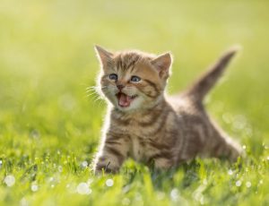Different Cat Sounds And What They Mean - Ultimate Pet Nutrition