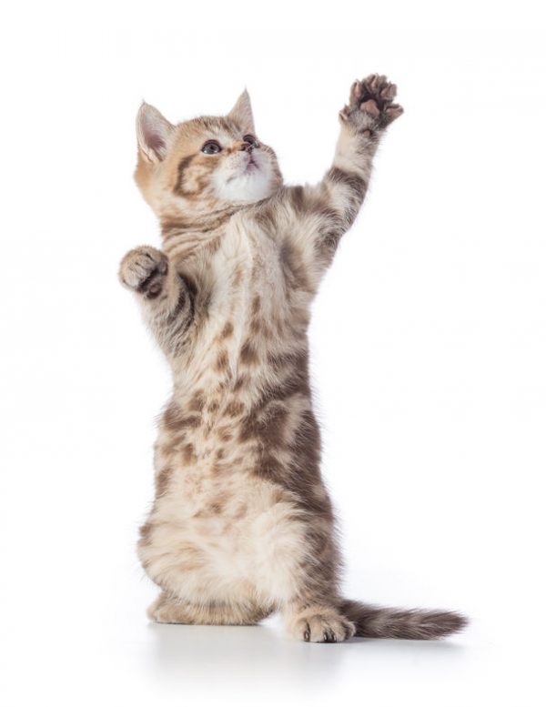 A List Of The Most Playful And Friendly Cat Breeds - Ultimate Pet Nutrition