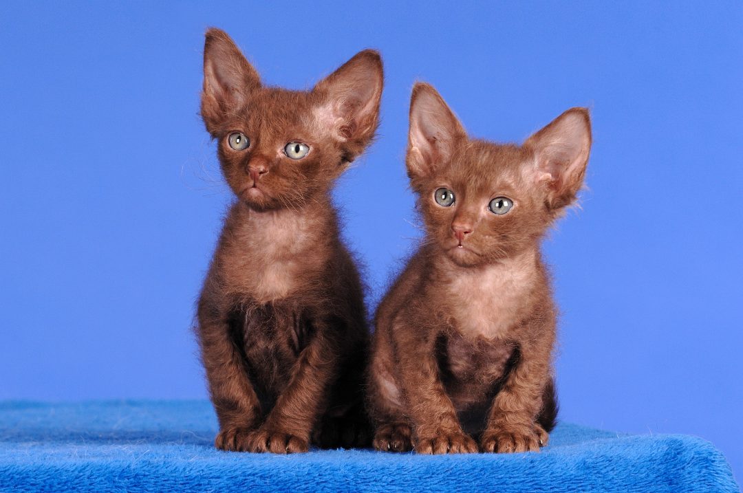 Cute Pets: Breeds of Cats With Big Eyes - Ultimate Pet Nutrition