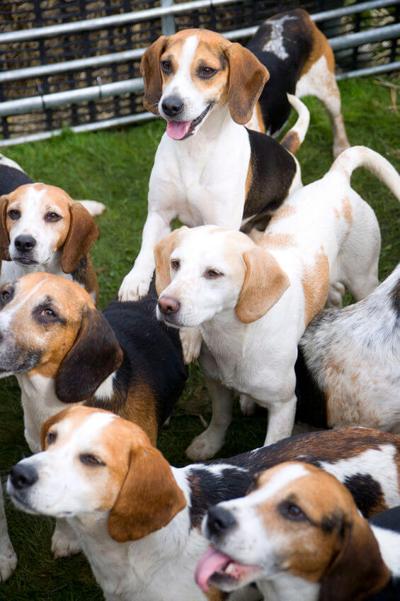 Beagle Vs Basset Hound: What Are The Differences? - Ultimate Pet Nutrition