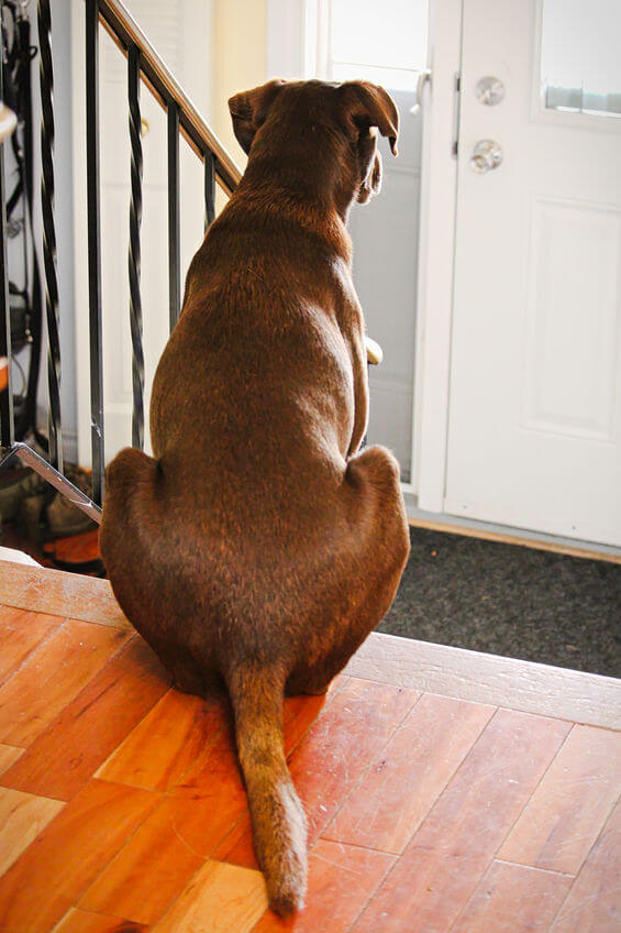 Dog Freaking Out Every Time You Leave? Learn All About Separation ...