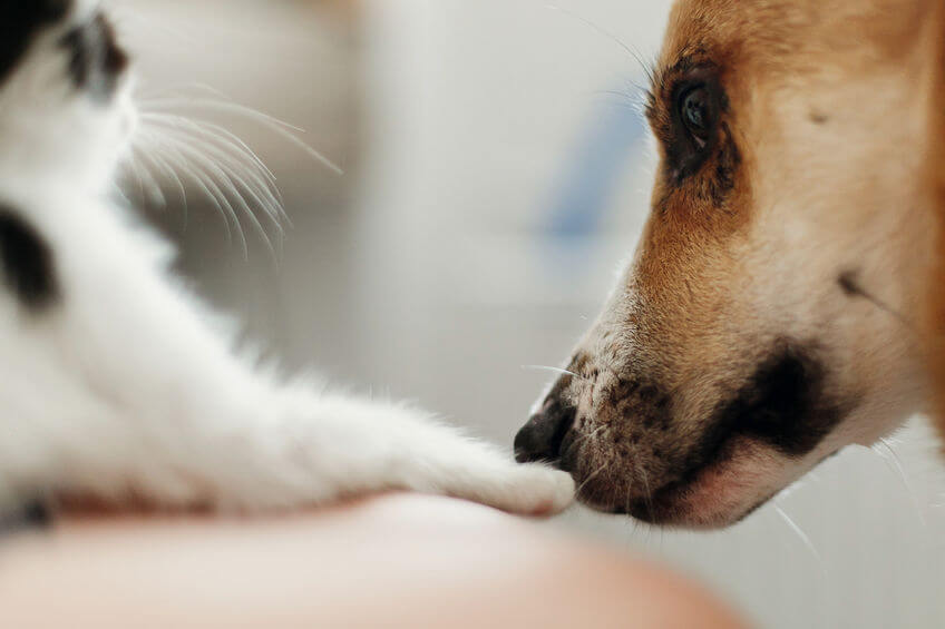 Is Your Dog Sniffing Ground Too Much? Here’s Why - Ultimate Pet Nutrition