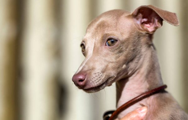 Dog Breeds: What You Should Know About The Italian Greyhound - Ultimate ...