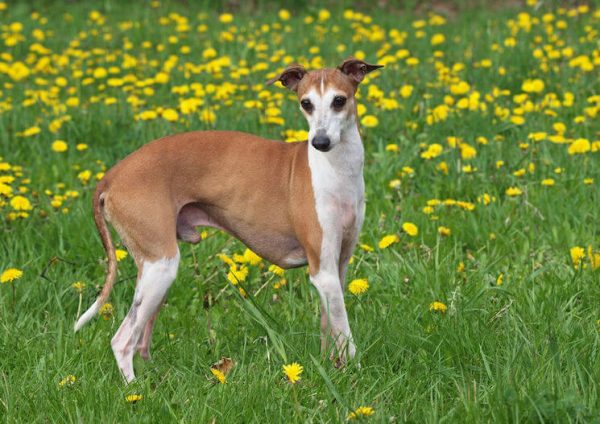 Dog Breeds: What You Should Know About The Italian Greyhound - Ultimate ...