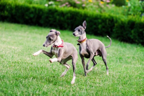 Dog Breeds: What You Should Know About The Italian Greyhound - Ultimate ...