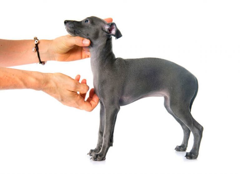 Dog Breeds: What You Should Know About The Italian Greyhound - Ultimate ...