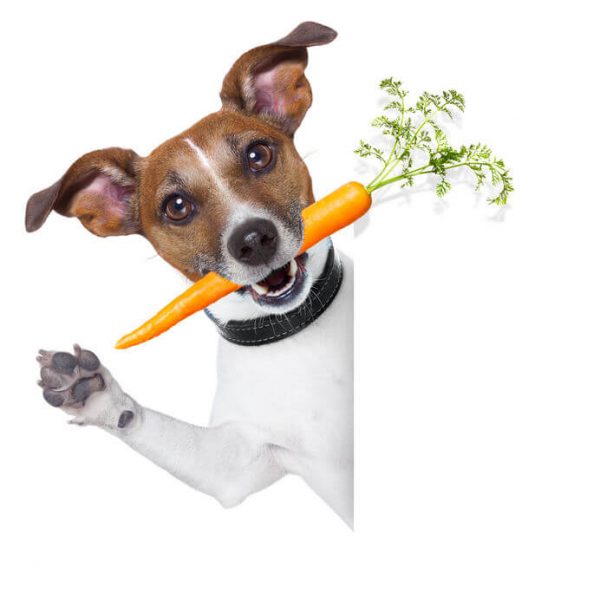 Why Is My Dog Eating Grass All Of A Sudden Info For Pet Parents Ultimate Pet Nutrition why-is-my-dog-eating-grass-all-of-a-sudden-info-for-pet-parents-ultimate-pet-nutrition
