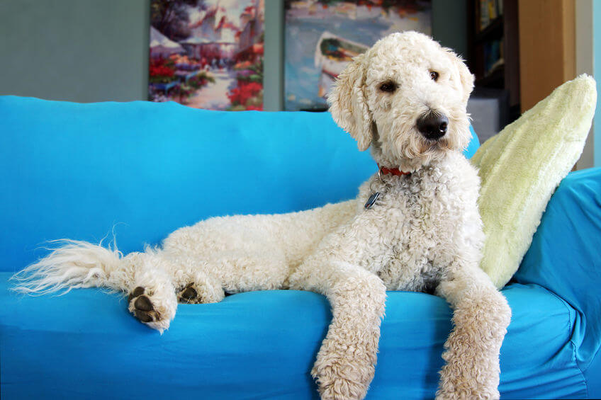 Goldendoodle 101: Info For The Dog Parent To-Be - Ultimate Pet Nutrition
