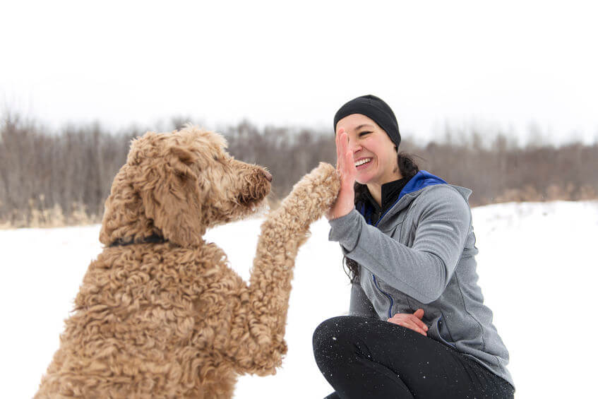 Goldendoodle 101: Info For The Dog Parent To-Be - Ultimate Pet Nutrition