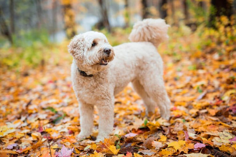 Goldendoodle 101: Info For The Dog Parent To-Be - Ultimate Pet Nutrition
