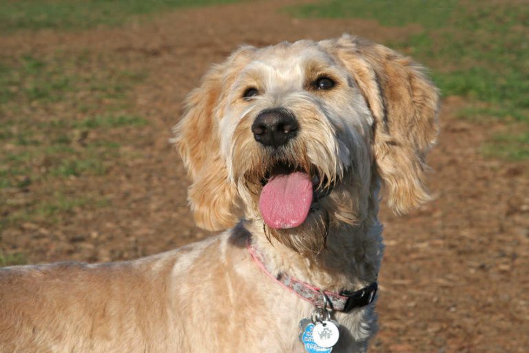 Goldendoodle 101: Info For The Dog Parent To-Be - Ultimate Pet Nutrition