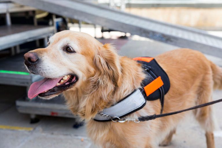 Different Types Of Service Dogs And The Gear They Use: Working Dog ...