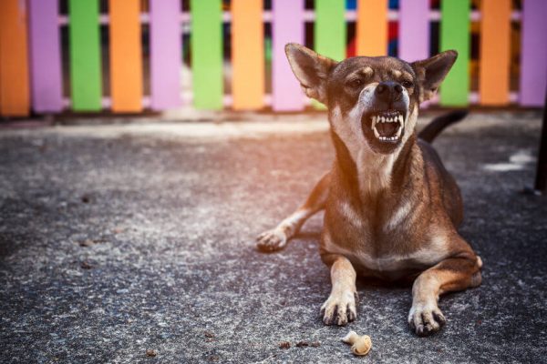 Food Aggression In Dogs: What To Do And How To Control - Ultimate Pet ...