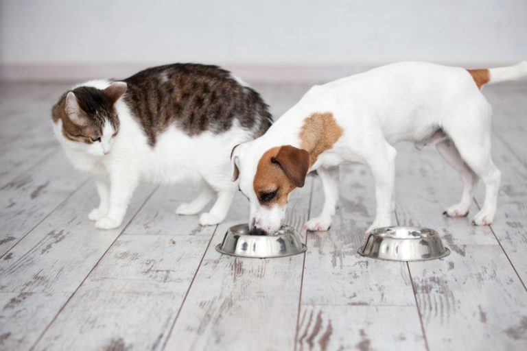 Food Aggression In Dogs: What To Do And How To Control - Ultimate Pet ...