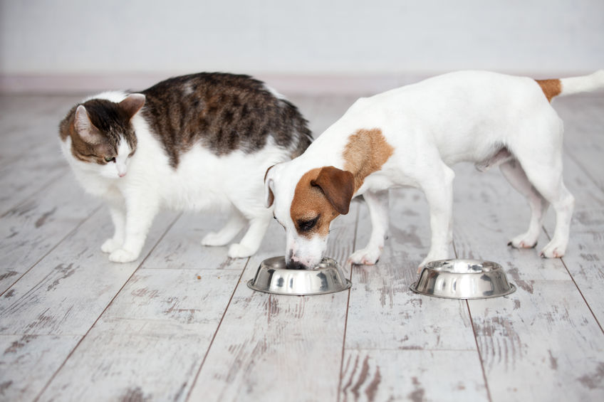 Food Aggression In Dogs: What To Do And How To Control - Ultimate Pet ...