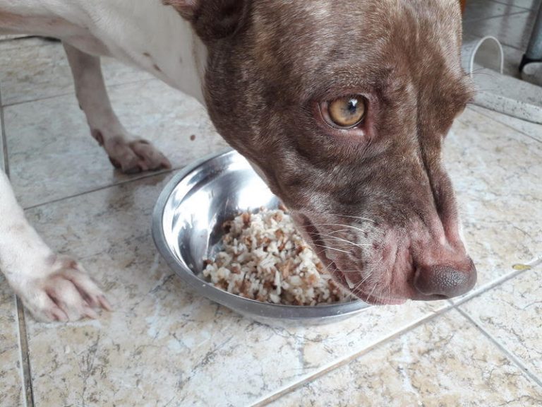 Food Aggression In Dogs: What To Do And How To Control - Ultimate Pet ...