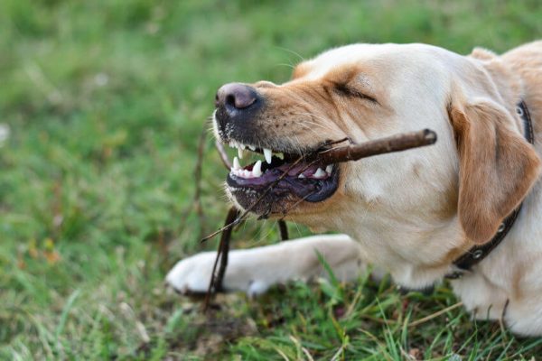 Dog Chewing Wood? Learn Why They Do It And How To Stop Them - Ultimate ...