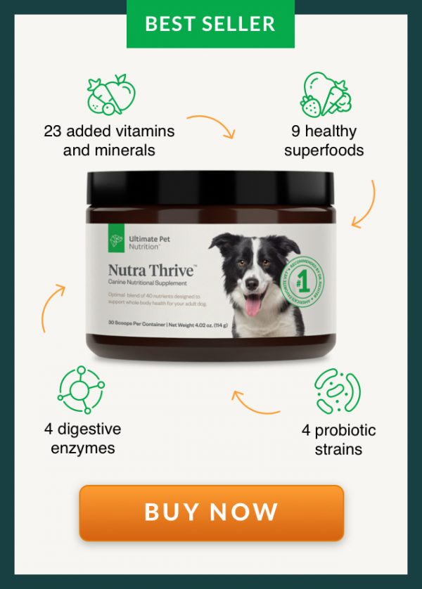 A List Of The 10 Most Energetic Dog Breeds - Ultimate Pet Nutrition