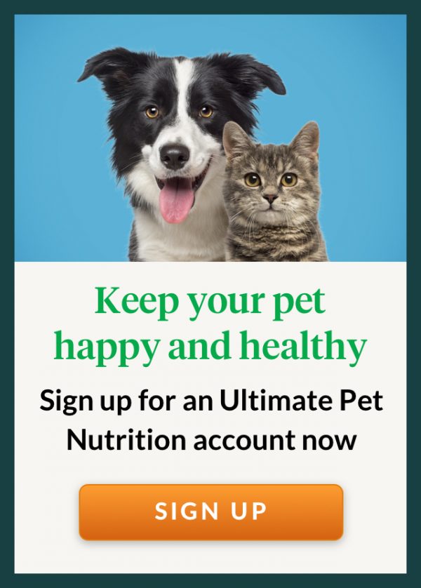 Types Of Dog Vomit: Different Colors and What They Mean