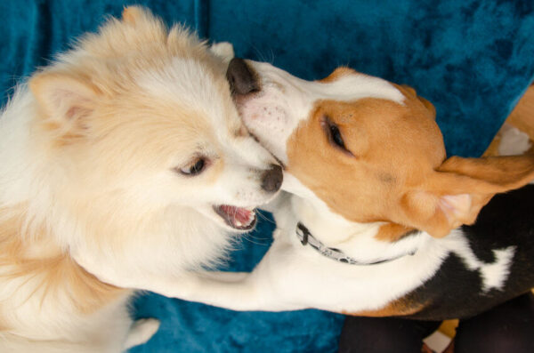 Things To Do With Your Dog At Home | Dharamsala Animal Rescue