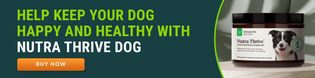 Types Of Dog Vomit: Different Colors and What They Mean