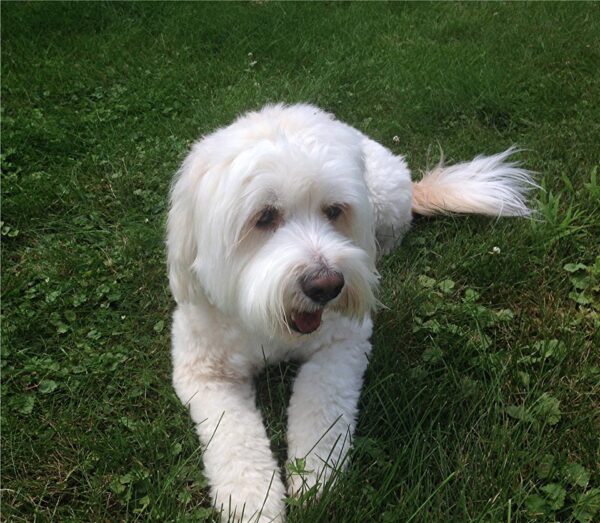 Nutra Thrive for Dogs - Ultimate Pet Nutrition