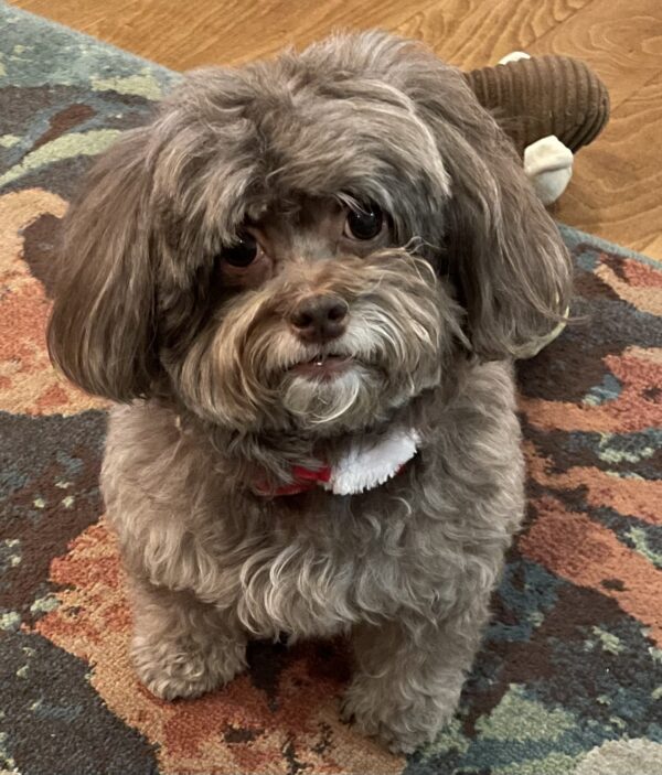 Nutra Thrive for Dogs - Ultimate Pet Nutrition