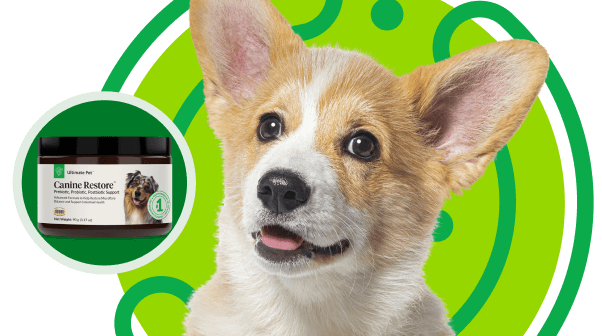 Canine Radiance - Ultimate Pet Nutrition
