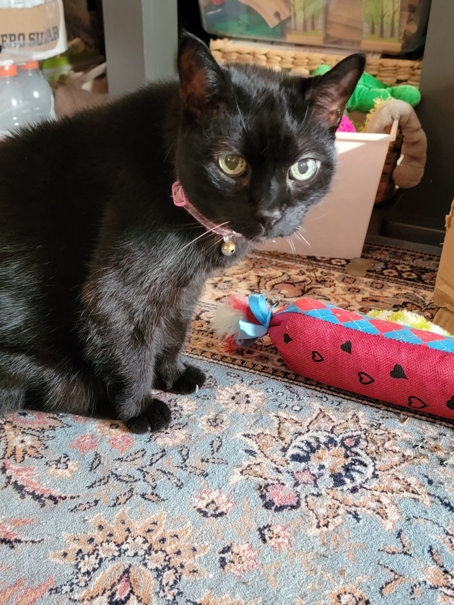 Read All Nutra Thrive For Cats Reviews | Ultimate Pet Nutrition
